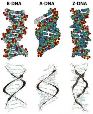 Different Forms Of DNA Biology Exams U