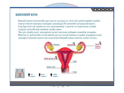 лекц 7 1 үржихүйн эрхтэн тогтолцоо Pptx