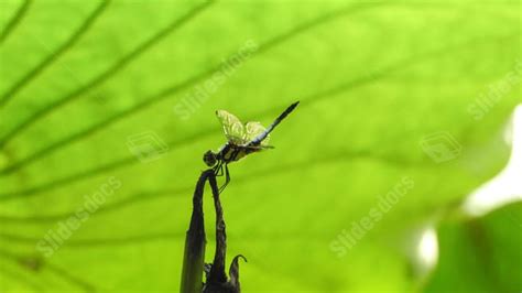 Atmosphere Insect Birds And Insects Beautiful Powerpoint Background For Free Download Slidesdocs