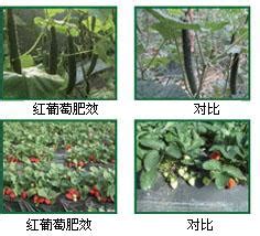 青岛红葡萄生物科技有限公司hptsw cn冲施肥大量元素叶肥功能肥甲壳素叶肥养根肥中量元素肥微量元素肥根部以上营养液甲壳素