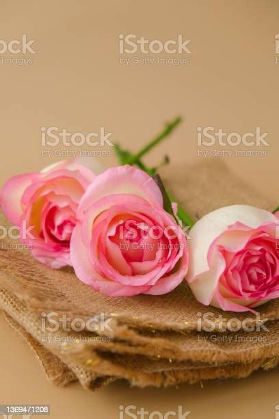 베이지 색 배경에 섬세한 핑크 장미 최소한의 트렌디 한 구성 추상미술 아이디어 로맨틱 한 파스텔 핑크 장미 꽃 현대미학 중립 접지 톤 수직 0명에 대한 스톡 사진 및 기타