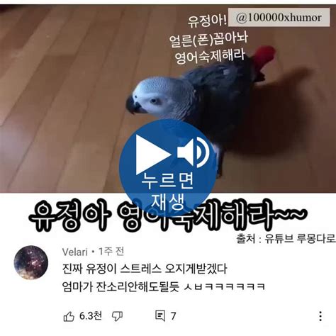 유정아 영어 숙제해라 Mp4 유머 움짤 이슈 에펨코리아