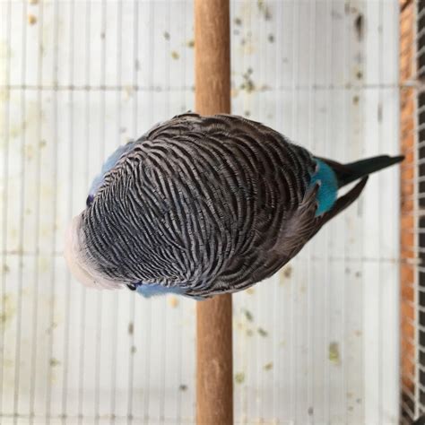 Bird Orb Borb R Budgies