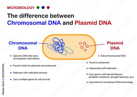 Microbiology Diagram Explain Difference Between Chromosomal Dna And Plasmid Dna In Bacteria