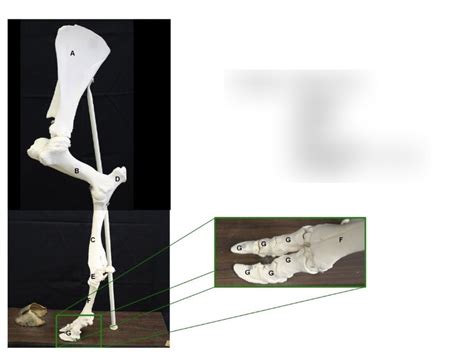 Bovine Forelimb Diagram Quizlet
