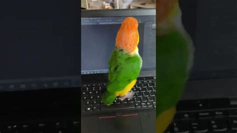 Alexandr Kirilov On Linkedin Funny Parrot Typing Laptop Keyboard