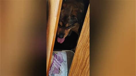 Влог ПРОБЛЕМА С КОММЕНТАРИЯМИ НА КАНАЛЕ Телеграм Чарли КЛИПСА ПРЯЧЕТСЯ В ШКАФУ Youtube