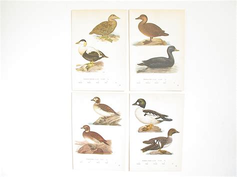 vintage 4 old bird book pages color illustrations from etsy