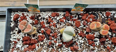 Care And Propagation Queries R Lithops