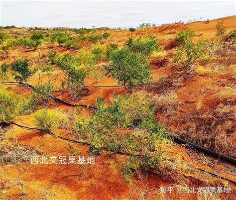 西北文冠果基地简介2023年 知乎