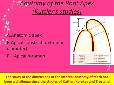Working Length Determination Ppt Dental Health Diseases And Conditions