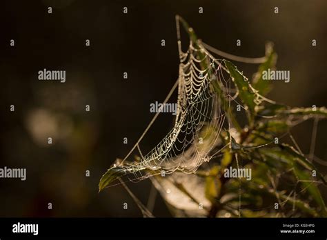 Shiny Cobweb On Dry Plant Nature Dark Background Stock Photo Alamy