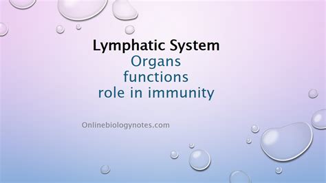 Lymph And Lymphatic System Functions And Role In Immunity Online Biology Notes