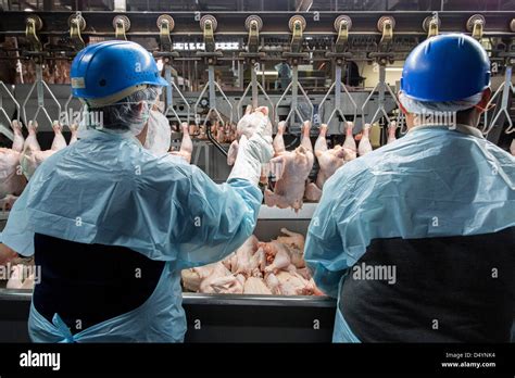 Workers Prepare Chicken Carcasses On The Line At A Processing Plant In