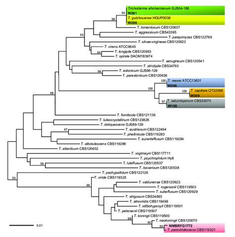 Minimum Evolution Tree Based On Internal Transcribed Spacer Rdna