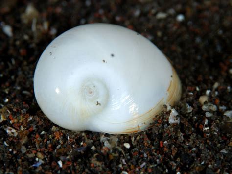 トミガイ Izuzuki海の生き物大図鑑 笑