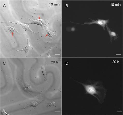 Representative Image Of Survival Test Results Cells 10 Min After Download Scientific Diagram