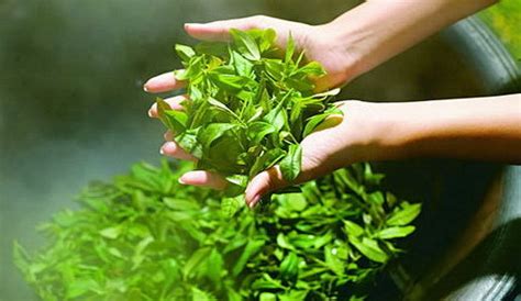 制茶工艺杀青