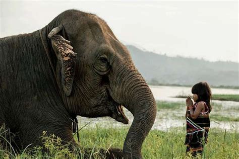 අම්පාරේ අලි පහරදීම්වලින් දෙකක් මරුට Lankadeepa Online