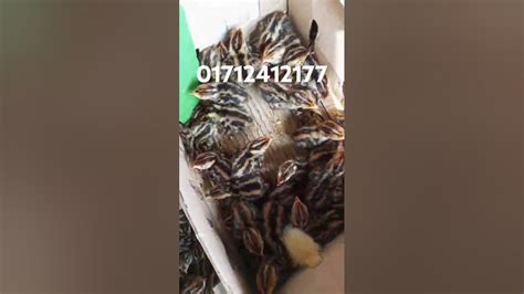 কোয়েল পাখির জিরো বাচ্চা Youtube