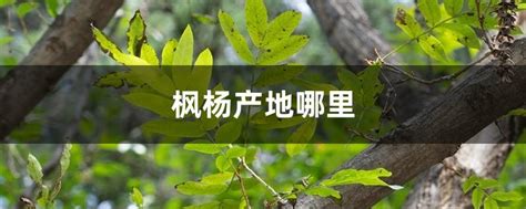 枫杨产地哪里 花百科