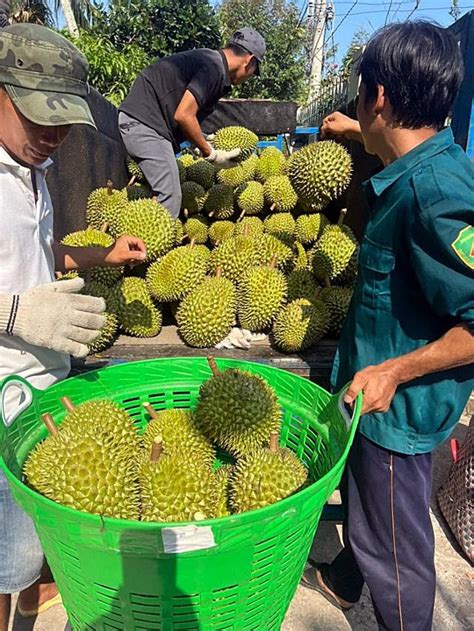 동남아 흔드는 중국 두리안 외교수출 길 열 테니 내 말 들어 한국일보