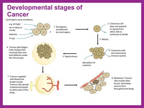 The Mitotic Cell Cycle Pdf