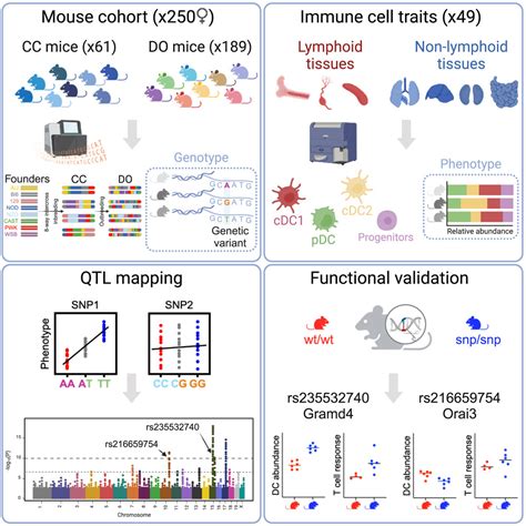 quantitative trait loci mapping provides insights into the genetic