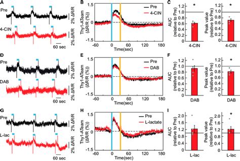 Lactate Mediates The Increase In Intracellular Atp Levels In Cortical