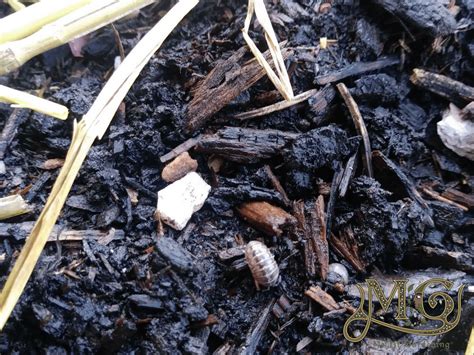 How To Get Rid Of Sow Bugs 1 Misfit Gardening