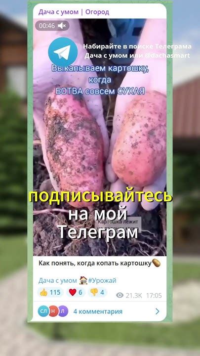 Простая подкормка для больших урожаев картошки сад крысоловка огород Youtube