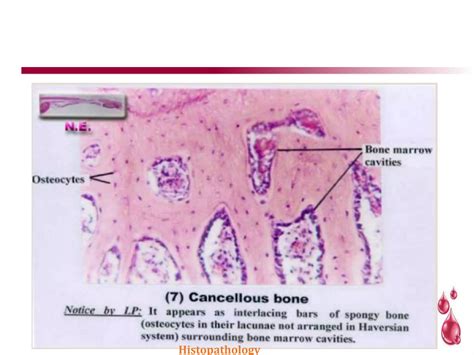 Lecture Troduction To Histopathology Ii Pptx