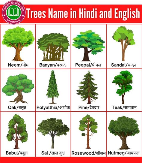 100 Trees Name in Hindi and English पड क नम हद इगलश म Trees name in english