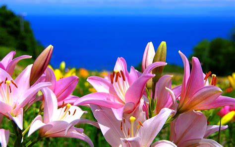 Stargazer Lily Wallpapers Top Free Stargazer Lily Backgrounds Wallpaperaccess
