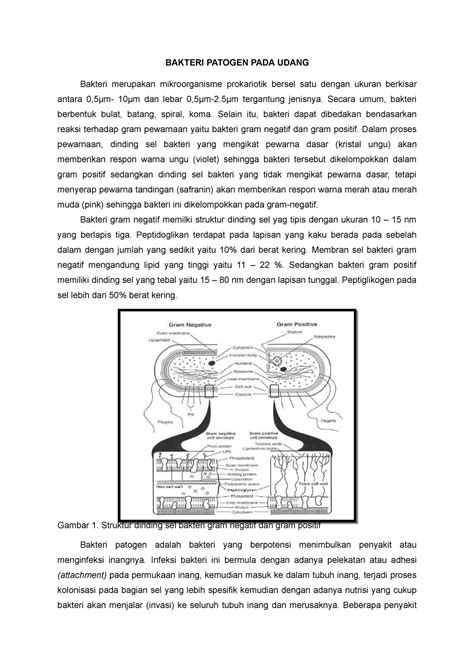 Bakteri Patogen Pada Udang Bakteri Patogen Pada Udang Bakteri