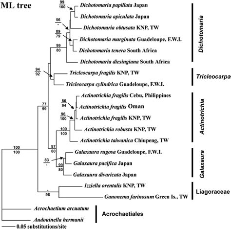 Phylogenetic Tree Inferred From The Ml Analysis Showing The Mp And Ml