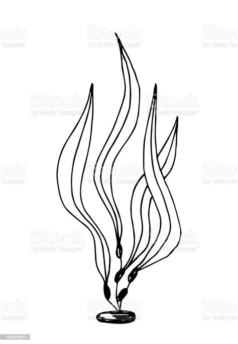 검은 윤곽선에 간단한 손으로 그린 벡터 그리기 하얀 배경에 고립 된 해초 식물 건강한 음식 조류 수중 세계 산호초 잉크 스케치