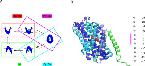Schematic Representation Of Arginine Transport By The Adic Download Scientific Diagram