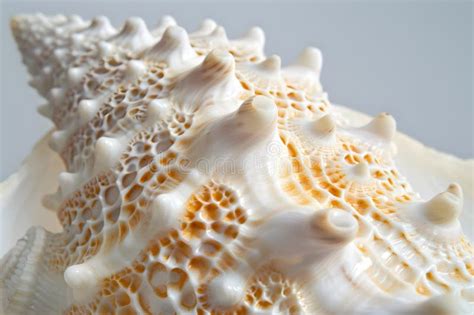 Seashell S Intricate Structure A Close Up View Of The Exquisite Details And Patterns Of A
