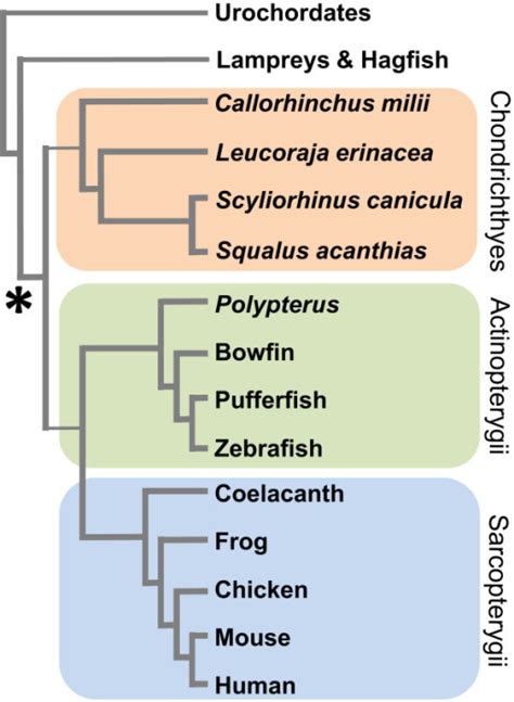 Vertebrate Phylogeny