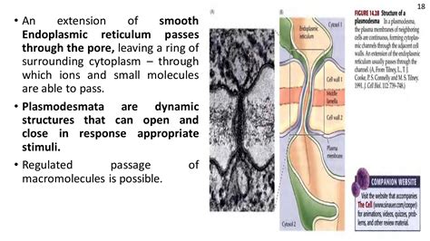 Cell Junctions Types And Plasmodesmata Pdf