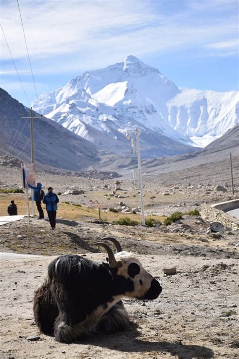 A Black Yak With Mount Everest S Peak On The Background In Everest Base
