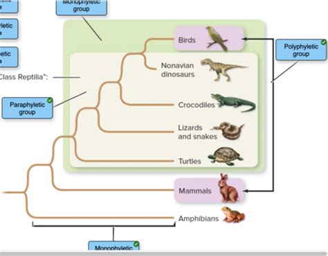 Biology Ii Flashcards Quizlet