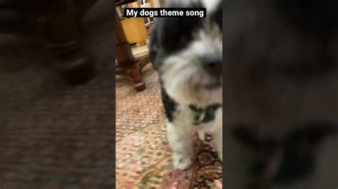 My Dogs Theme Song Dogdog Duet Cutepuppy Funnydogs Dog Puppy