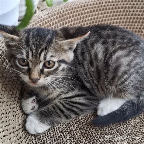 哭诉：养“狸花猫”半年，我竟然开始讨厌猫了！ 知乎