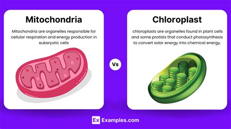 Mitochondria Vs Chloroplast Difference Explained With Functions
