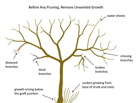 Pruning 101 Not Far From The Tree