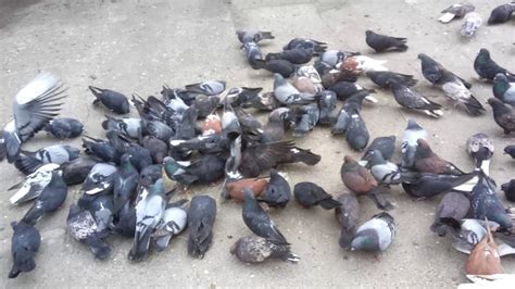 Полёт бабочки с торцом Николаевские голуби Голуби Украины Youtube