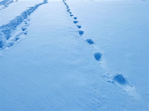 雪原の足跡の無料写真素材 フリー