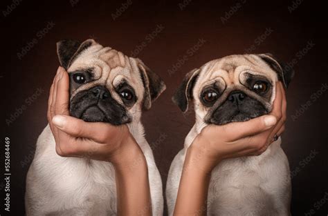 9 Science Joanmira Astronomy The Coma Cluster Of Galaxies